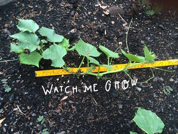 22 Garden Math Ideas You Should Look | SharonSable