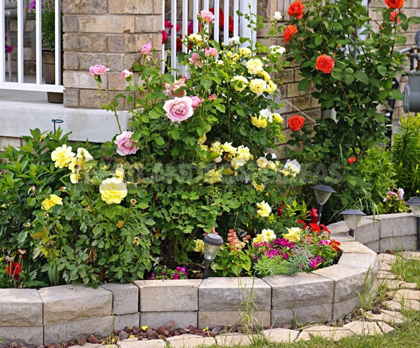 23 Planting a Small Rose Garden Ideas You Should Look | SharonSable