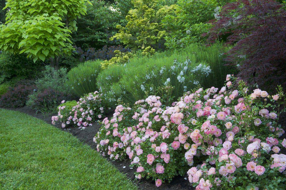 25 Rose Garden Border Ideas You Must Look | SharonSable