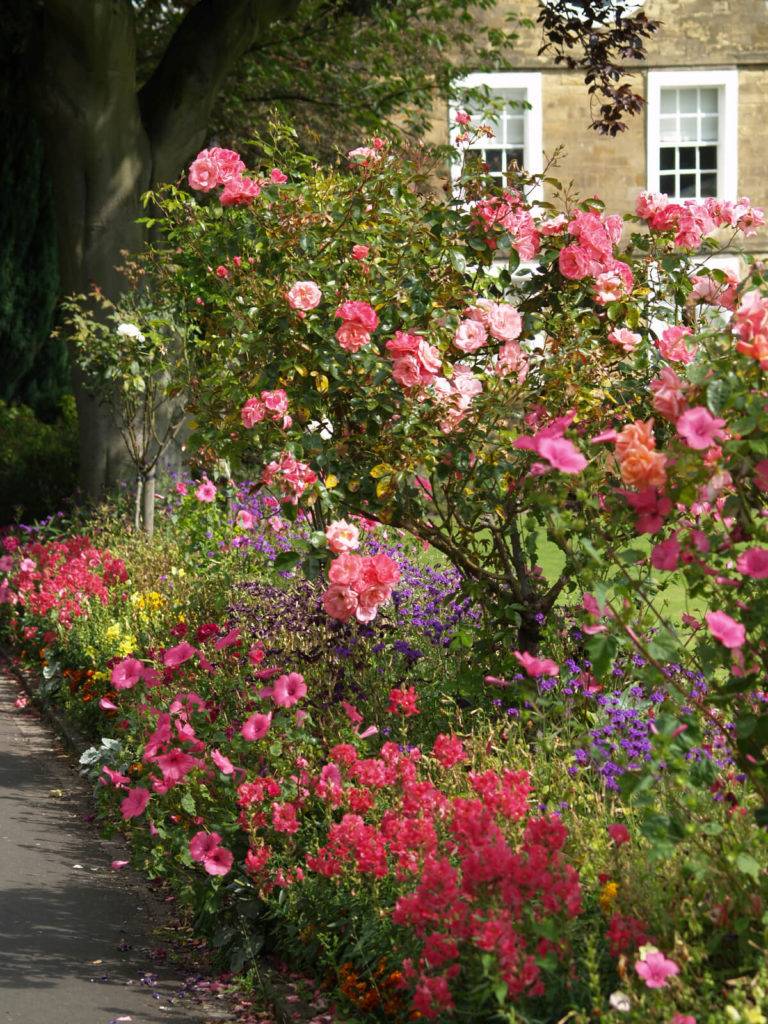 25 Rose Garden Border Ideas You Must Look | SharonSable