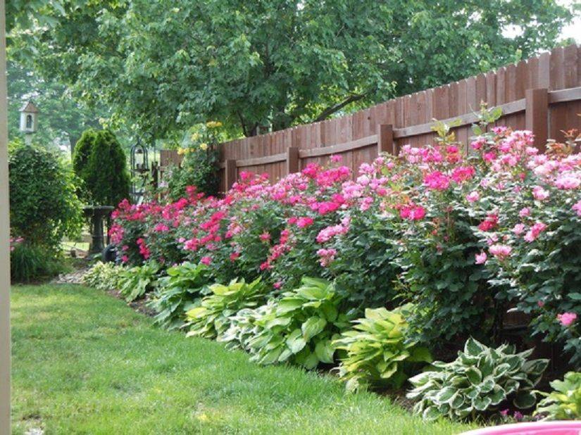 25 Rose Garden Border Ideas You Must Look | SharonSable