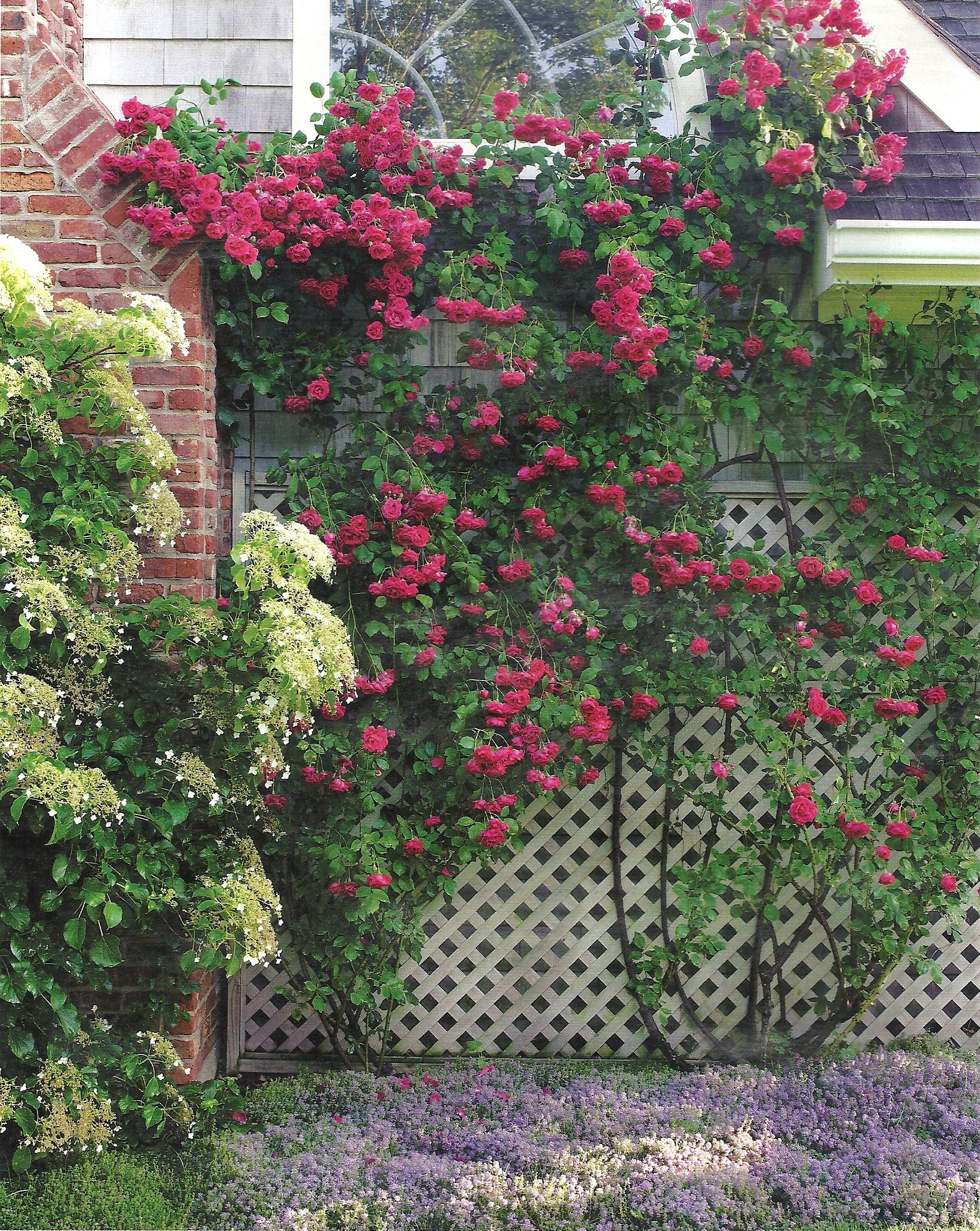 19 Climbing Rose Trellis Garden Ideas For This Year | SharonSable