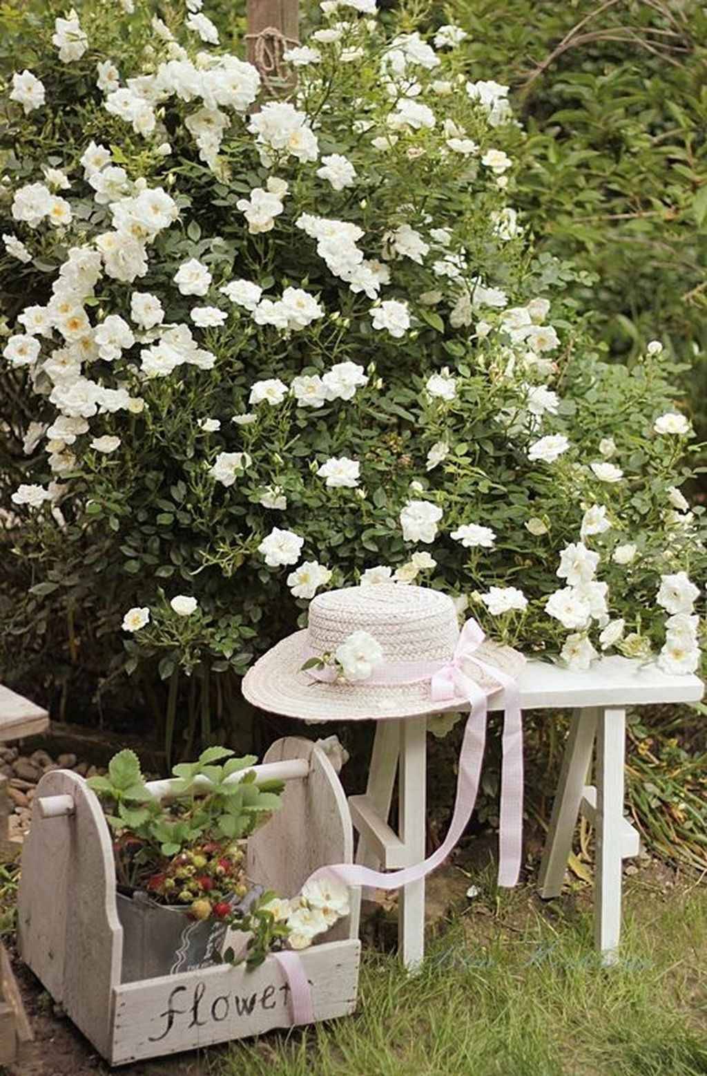 24 White Garden Roses Ideas You Cannot Miss | SharonSable