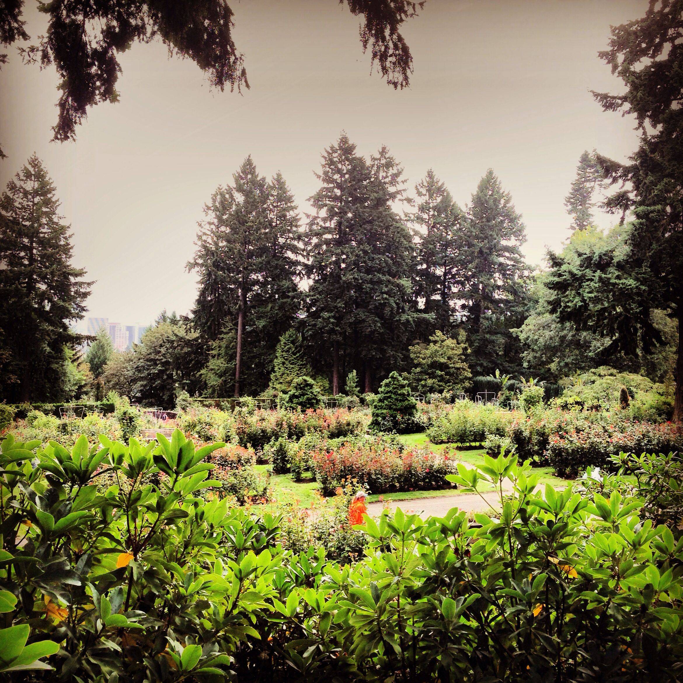 21 Washington Park Rose Garden Ideas To Consider | SharonSable