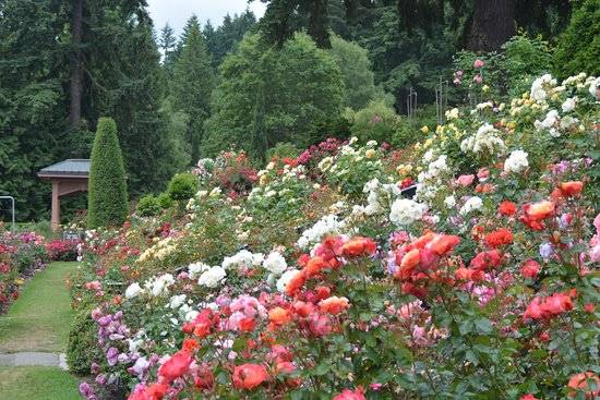 21 Washington Park Rose Garden Ideas To Consider | SharonSable