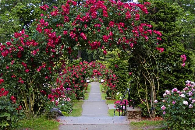 21 Washington Park Rose Garden Ideas To Consider | SharonSable