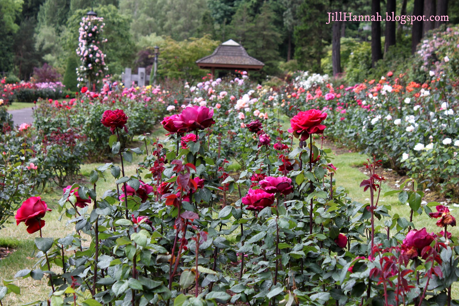 21 Washington Park Rose Garden Ideas To Consider | SharonSable