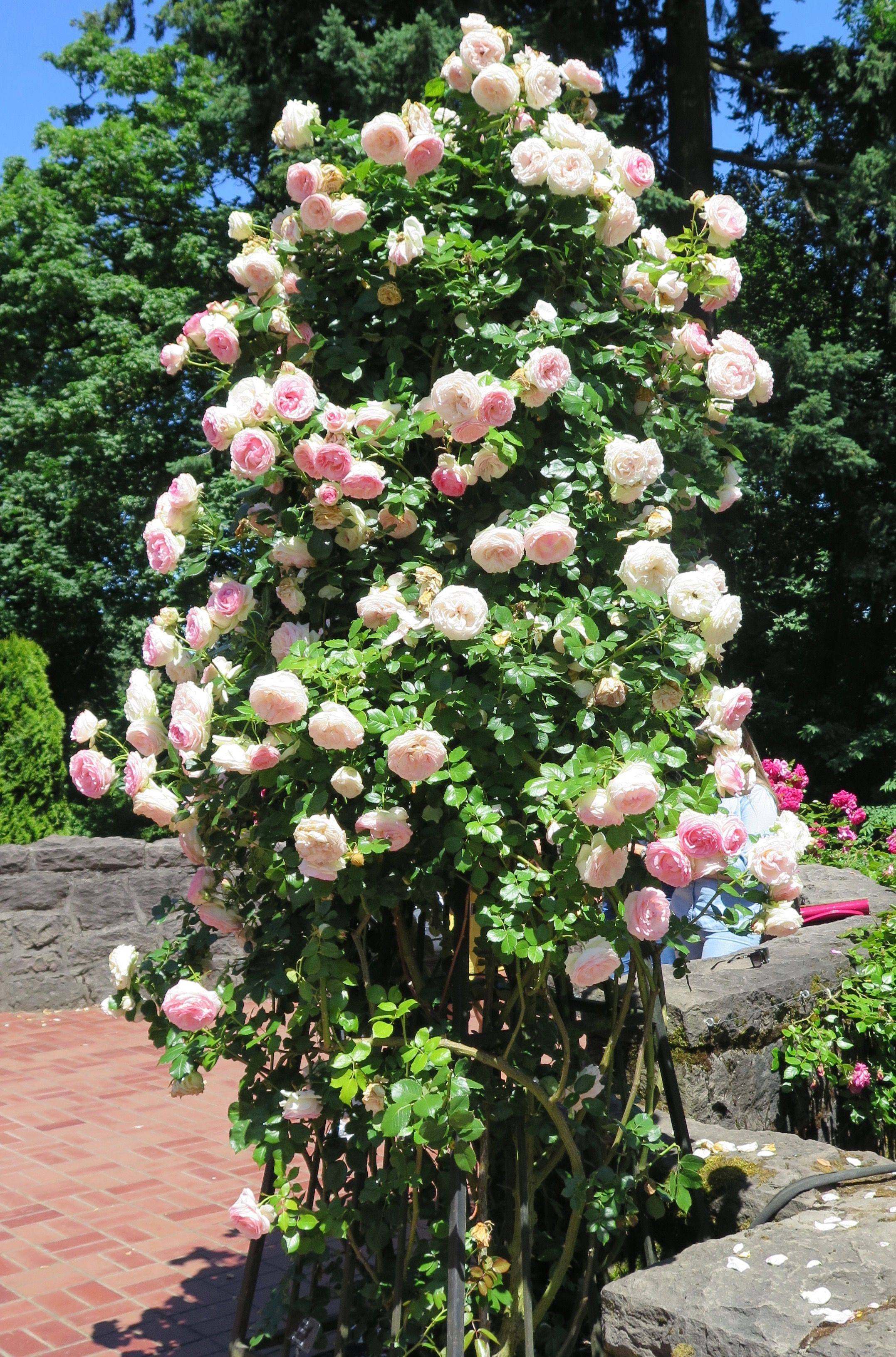 22 International Rose Test Garden Ideas You Should Check | SharonSable