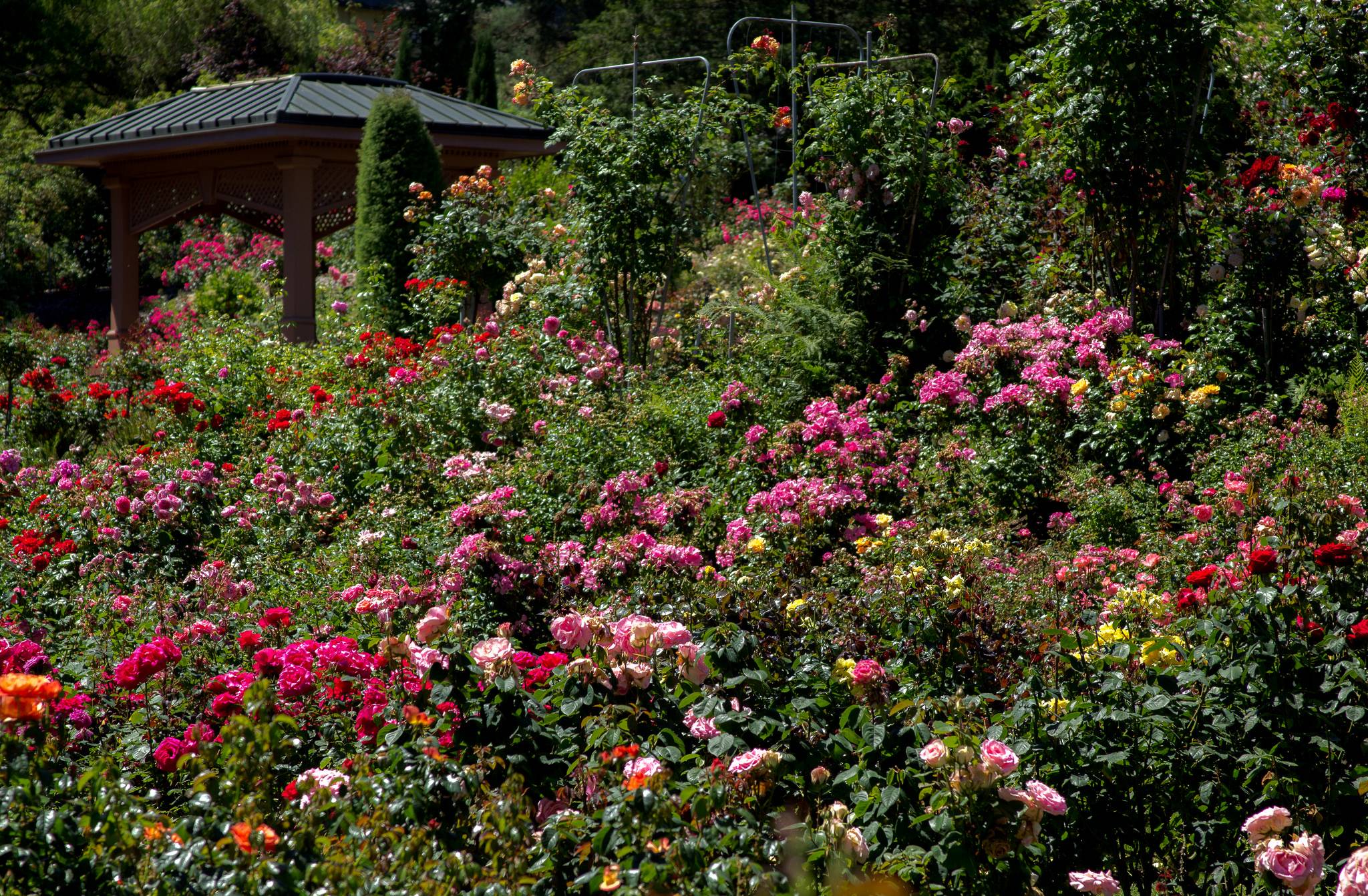 23 Portland Rose Garden View Ideas To Consider | SharonSable