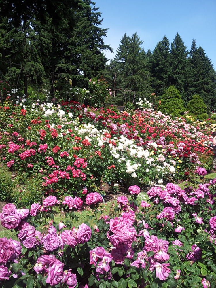 18 Portland Rose Garden Map Ideas You Should Look | SharonSable