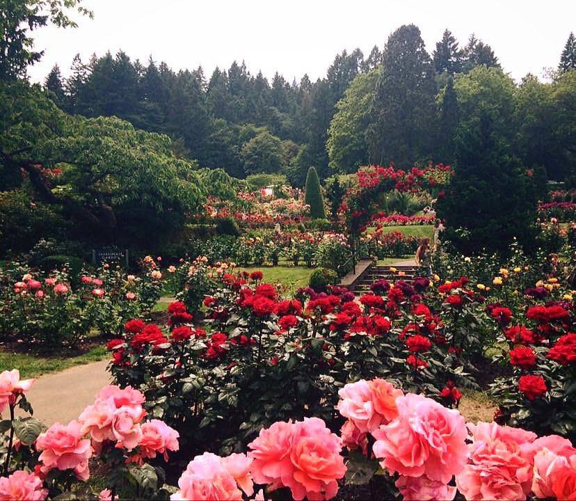 18 Portland Rose Garden Map Ideas You Should Look | SharonSable