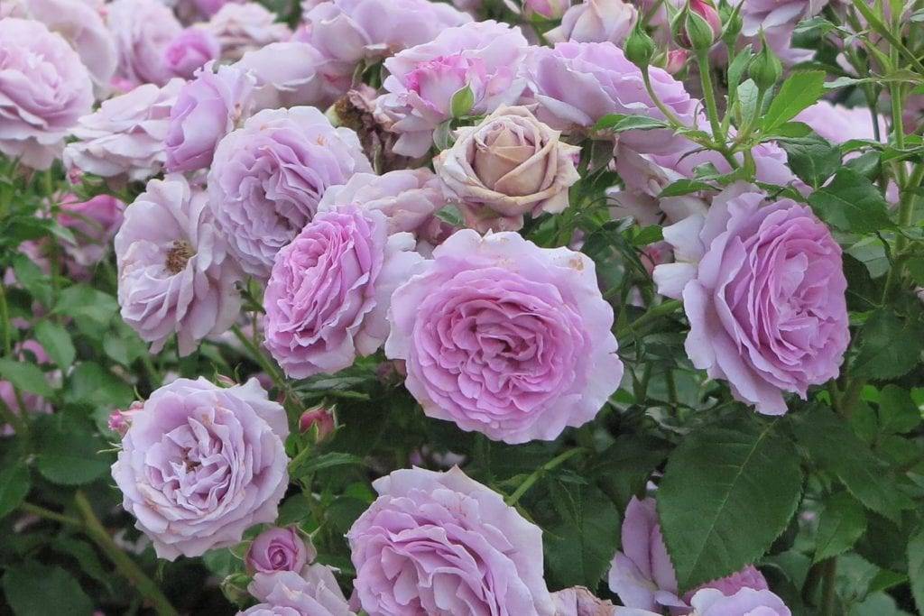 18 Portland Rose Garden Map Ideas You Should Look | SharonSable