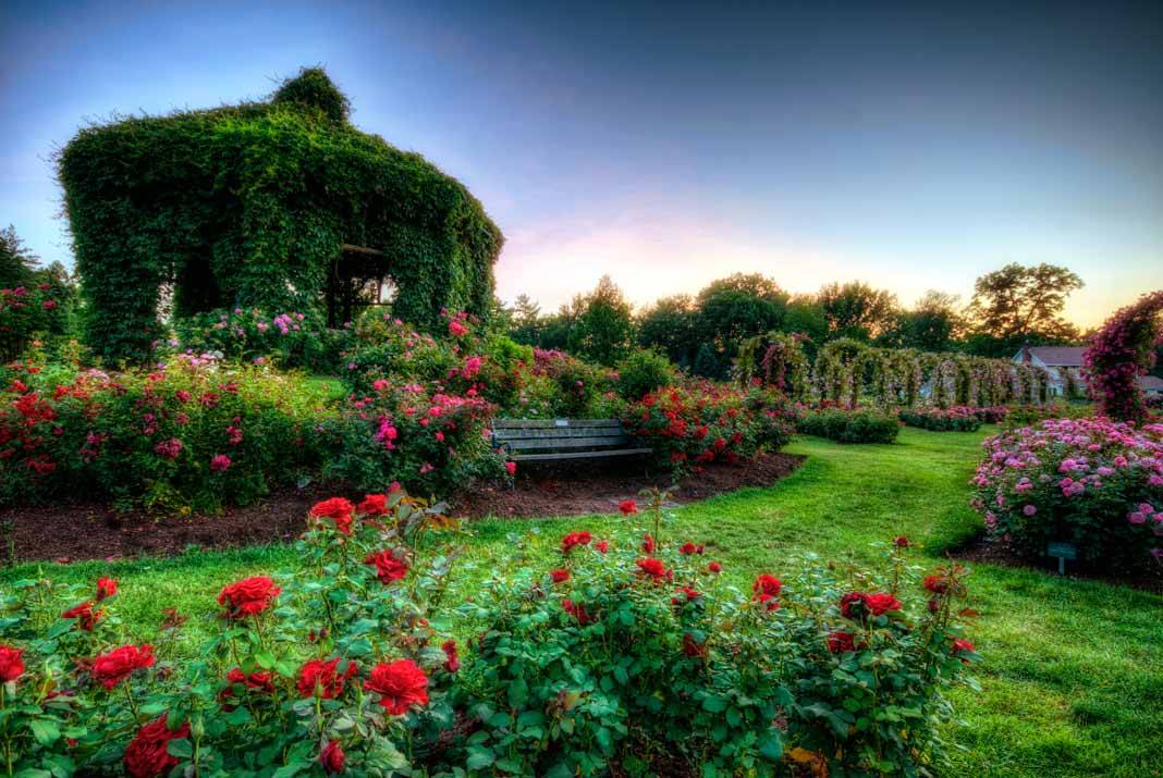 22 Rose Garden Attraction Ideas You Should Look | SharonSable