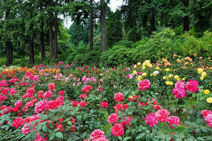 23 PDX Rose Garden Ideas You Should Check | SharonSable