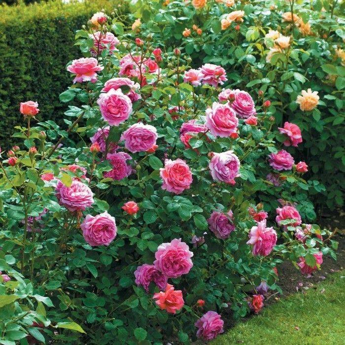 23 Royal Rose Garden Ideas You Should Check | SharonSable