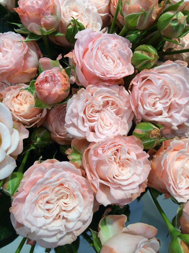 18 Most Beautiful Garden White Roses Ideas For This Year | SharonSable