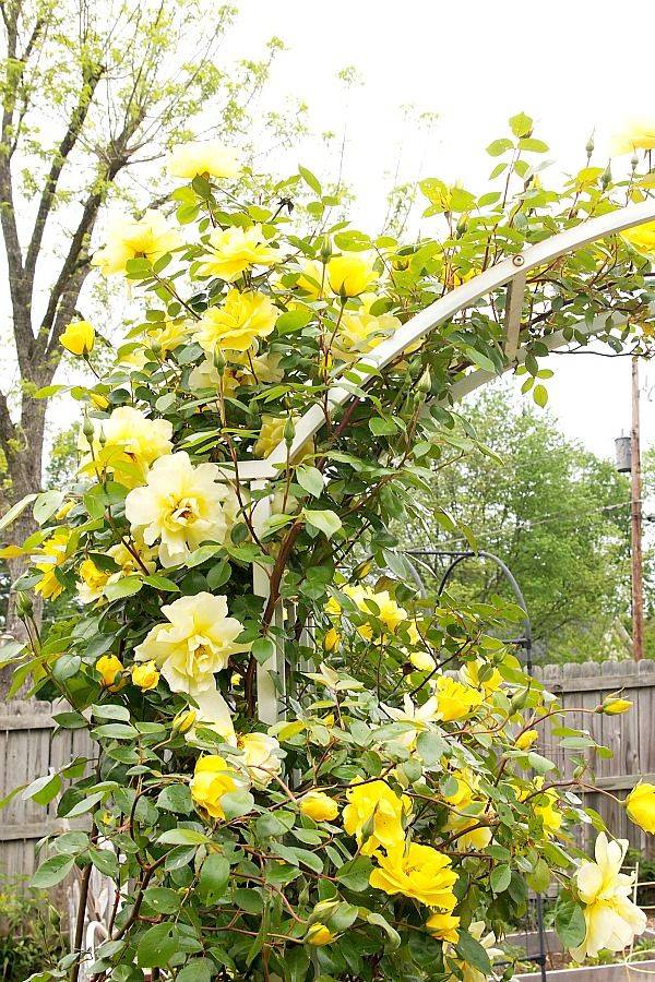 21 Beautiful Yellow Garden Roses Ideas For This Year | SharonSable
