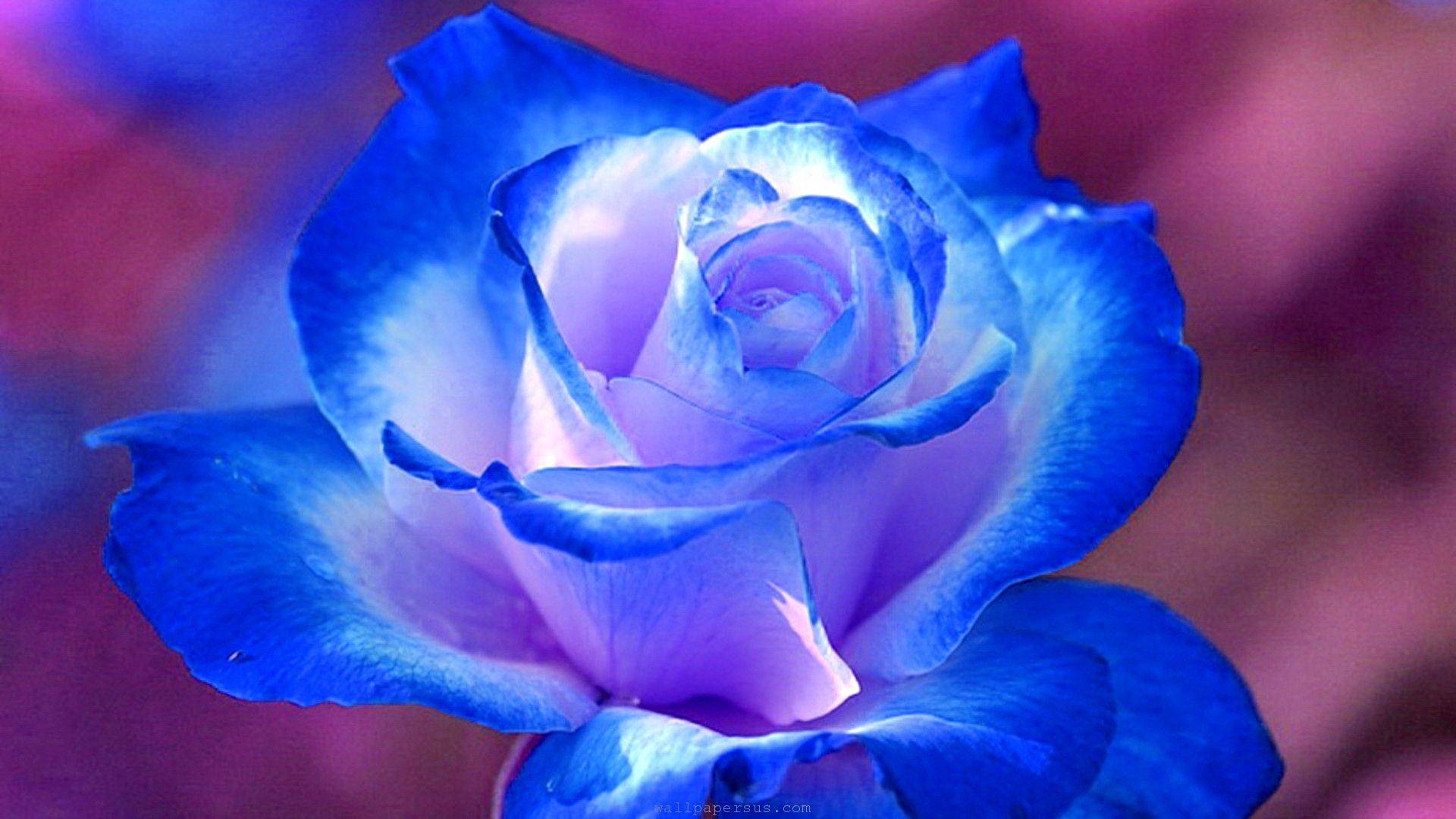 23 Most Beautiful Blue Rose Garden Ideas To Consider | SharonSable