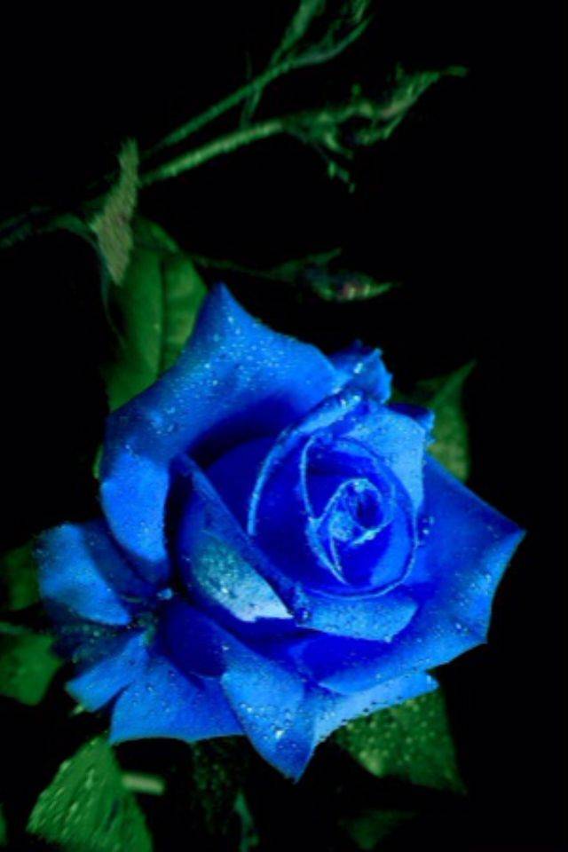 23 Most Beautiful Blue Rose Garden Ideas To Consider | SharonSable