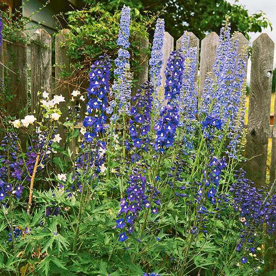 23 Most Beautiful Blue Rose Garden Ideas To Consider | SharonSable