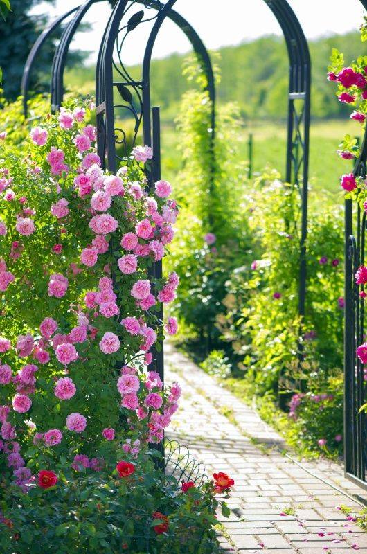 20 Rose Garden Path Ideas To Consider | SharonSable