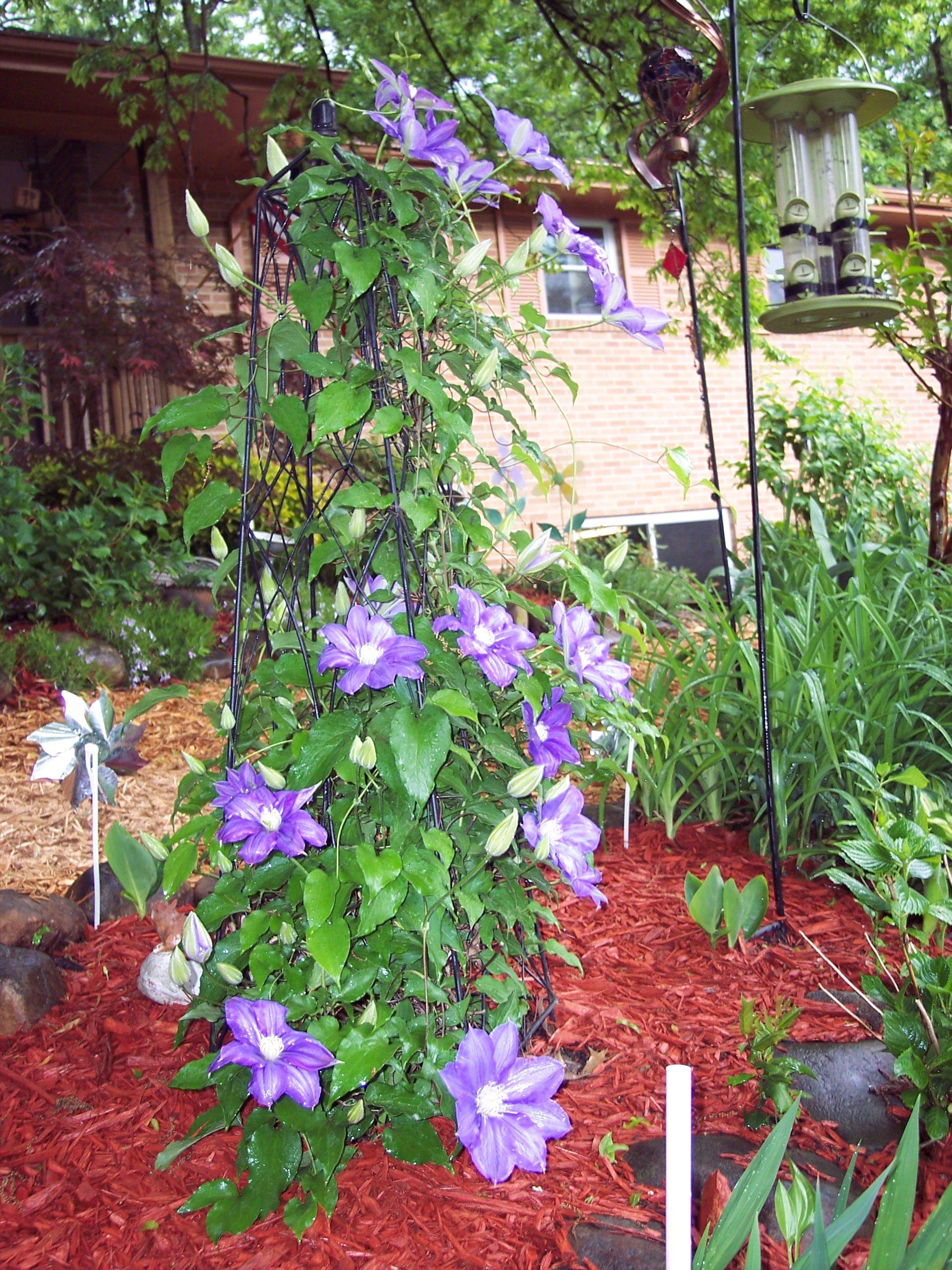 20 Flower Clematis Garden Ideas To Consider | SharonSable