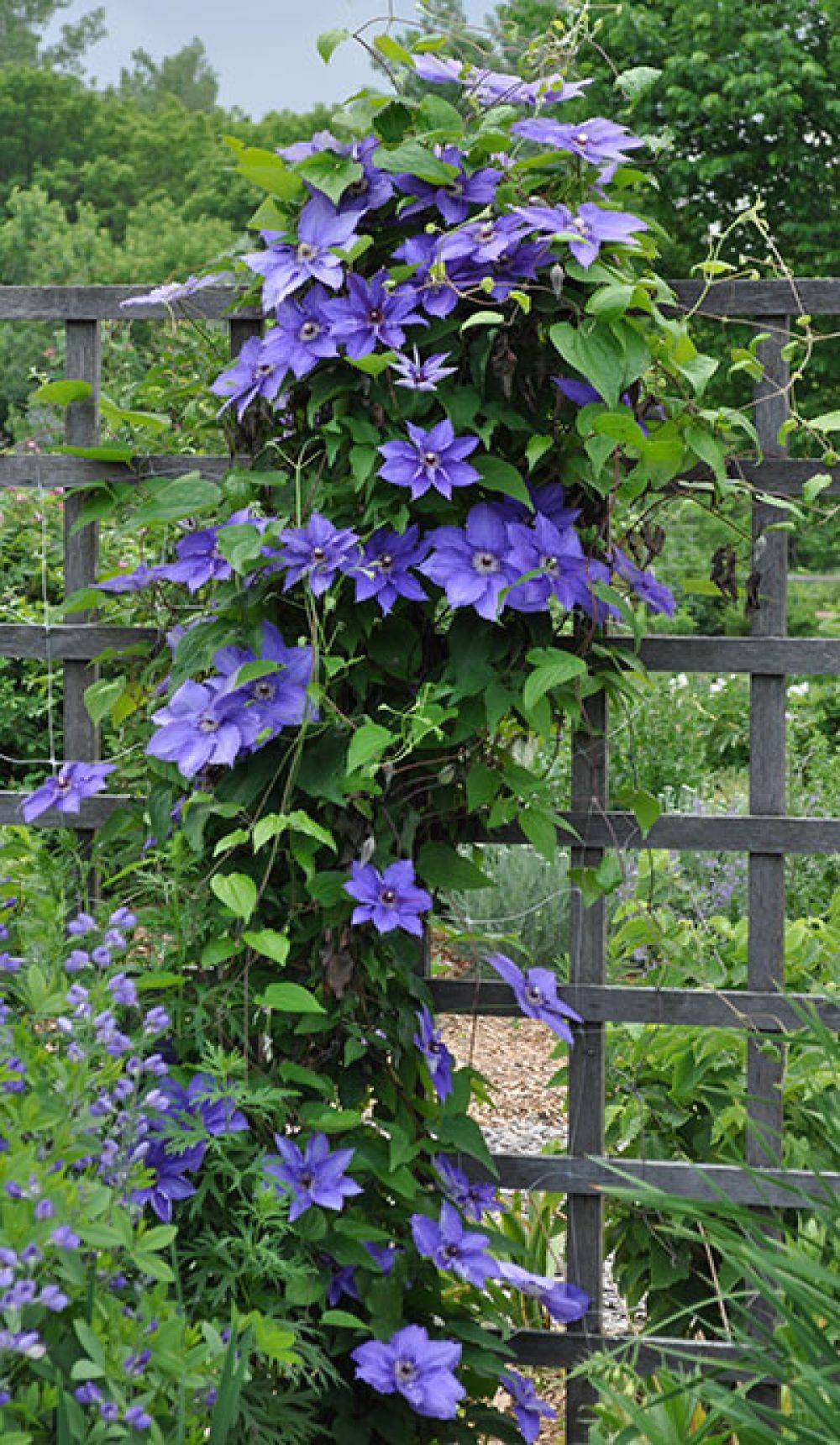 20 Flower Clematis Garden Ideas To Consider | SharonSable