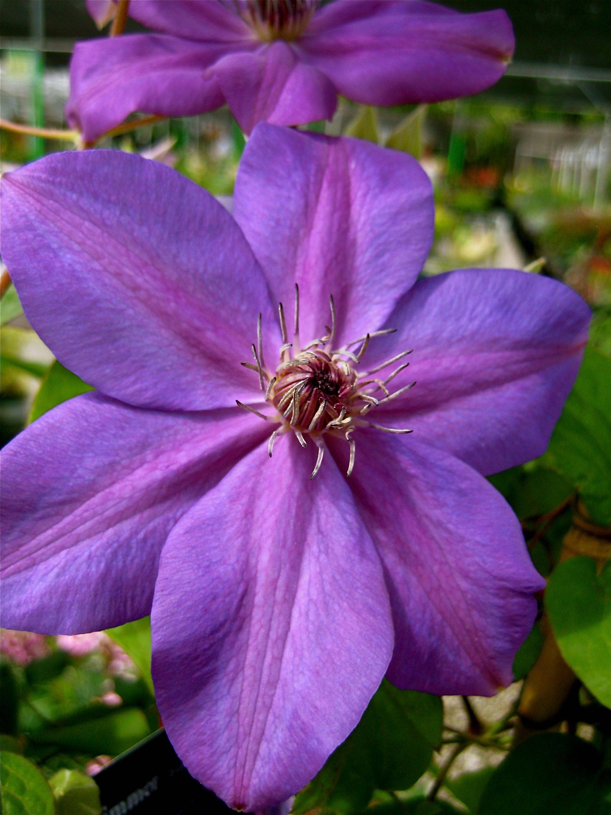 20 Flower Clematis Garden Ideas To Consider | SharonSable
