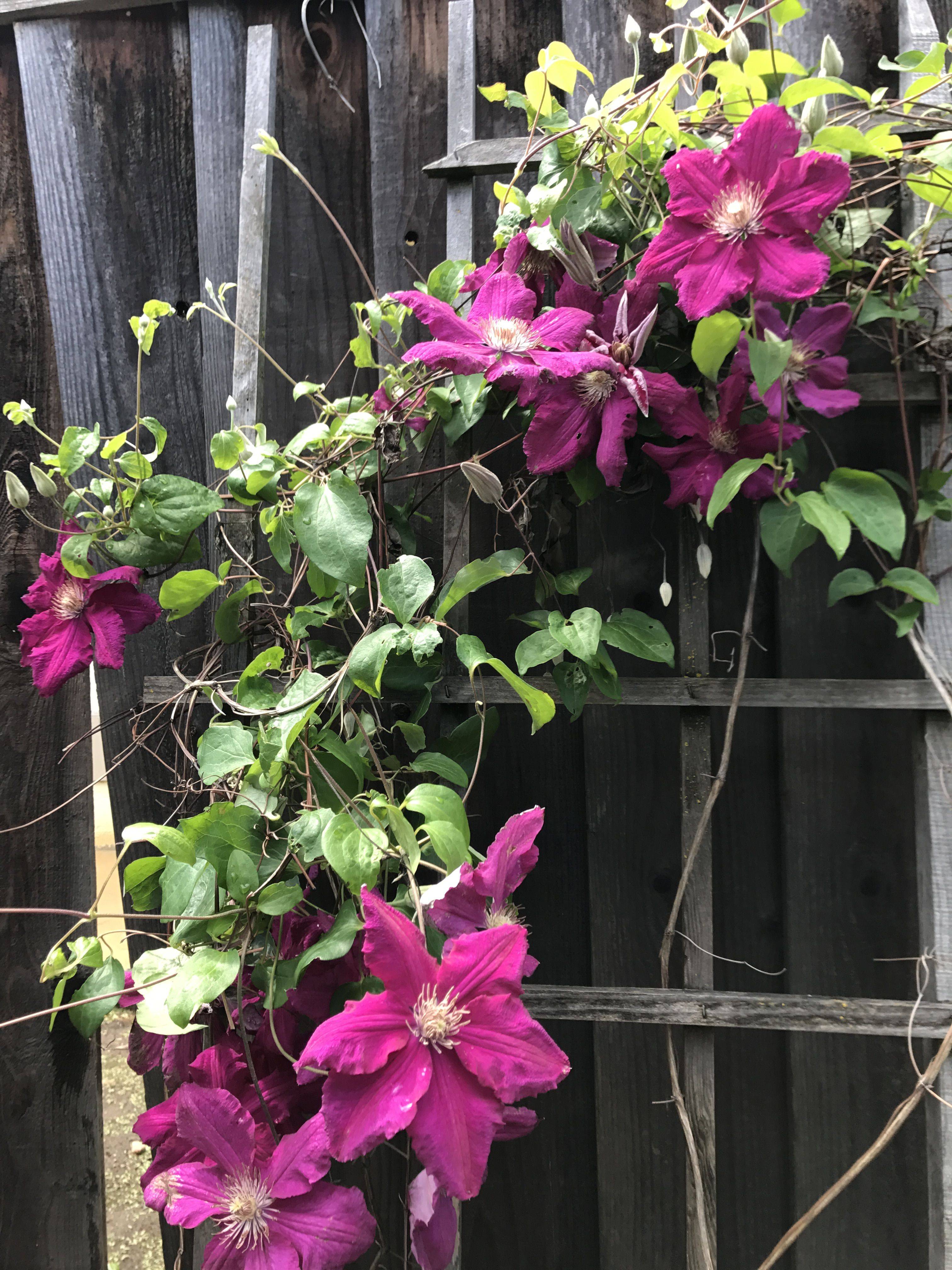 20 Flower Clematis Garden Ideas To Consider | SharonSable