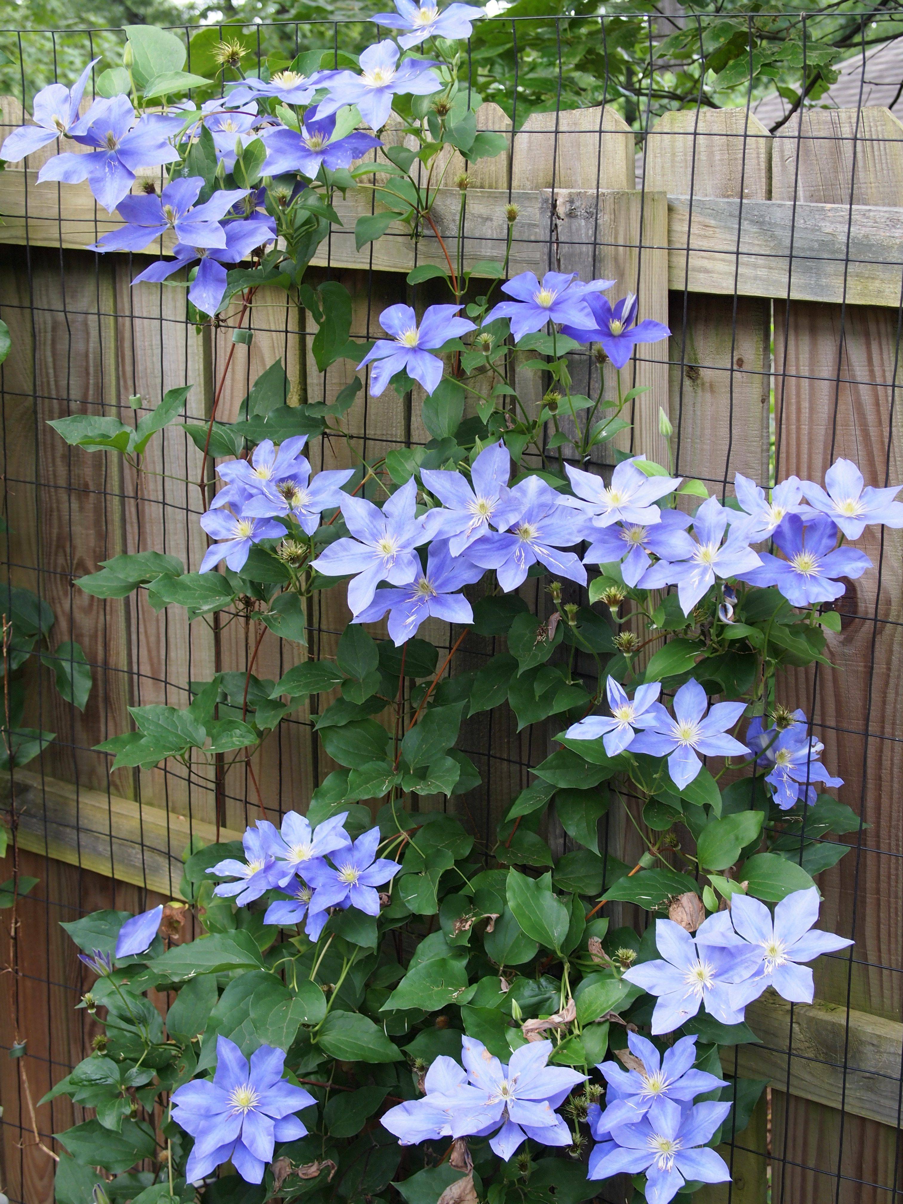 20 Flower Clematis Garden Ideas To Consider | SharonSable