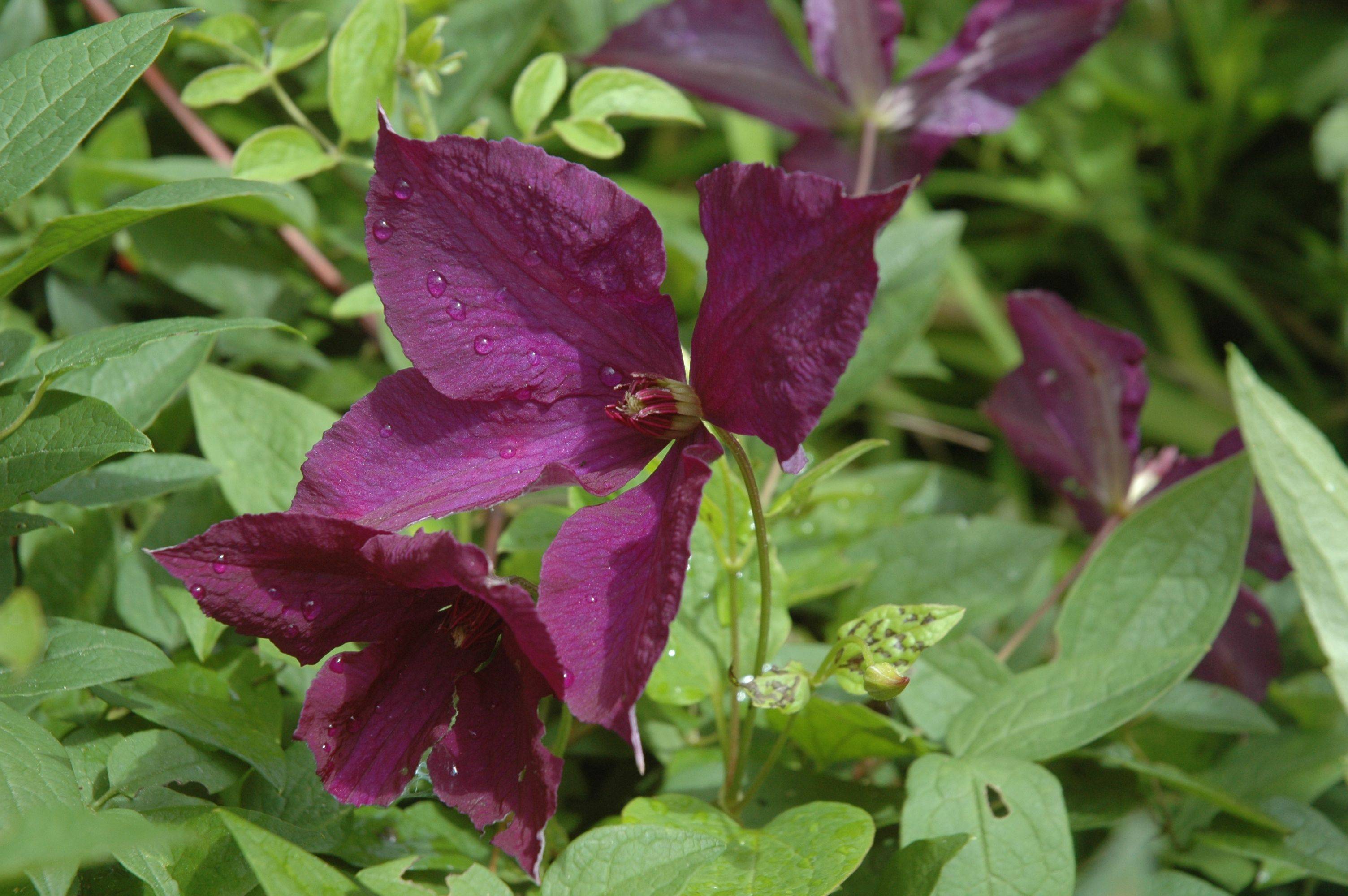 20 Flower Clematis Garden Ideas To Consider | SharonSable