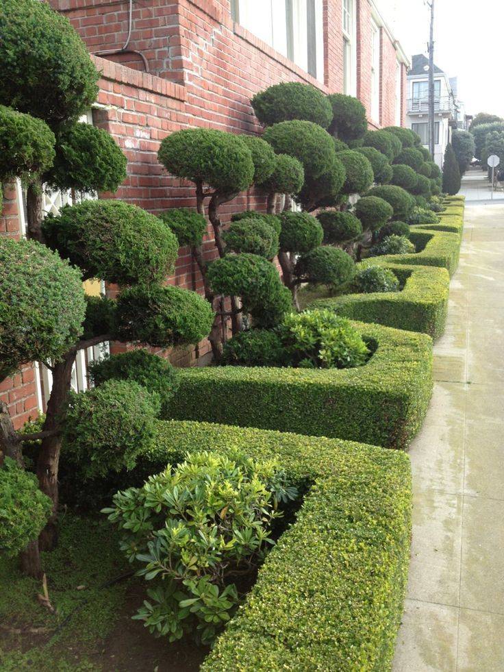 24 Topiary Tree Garden Ideas To Consider | SharonSable
