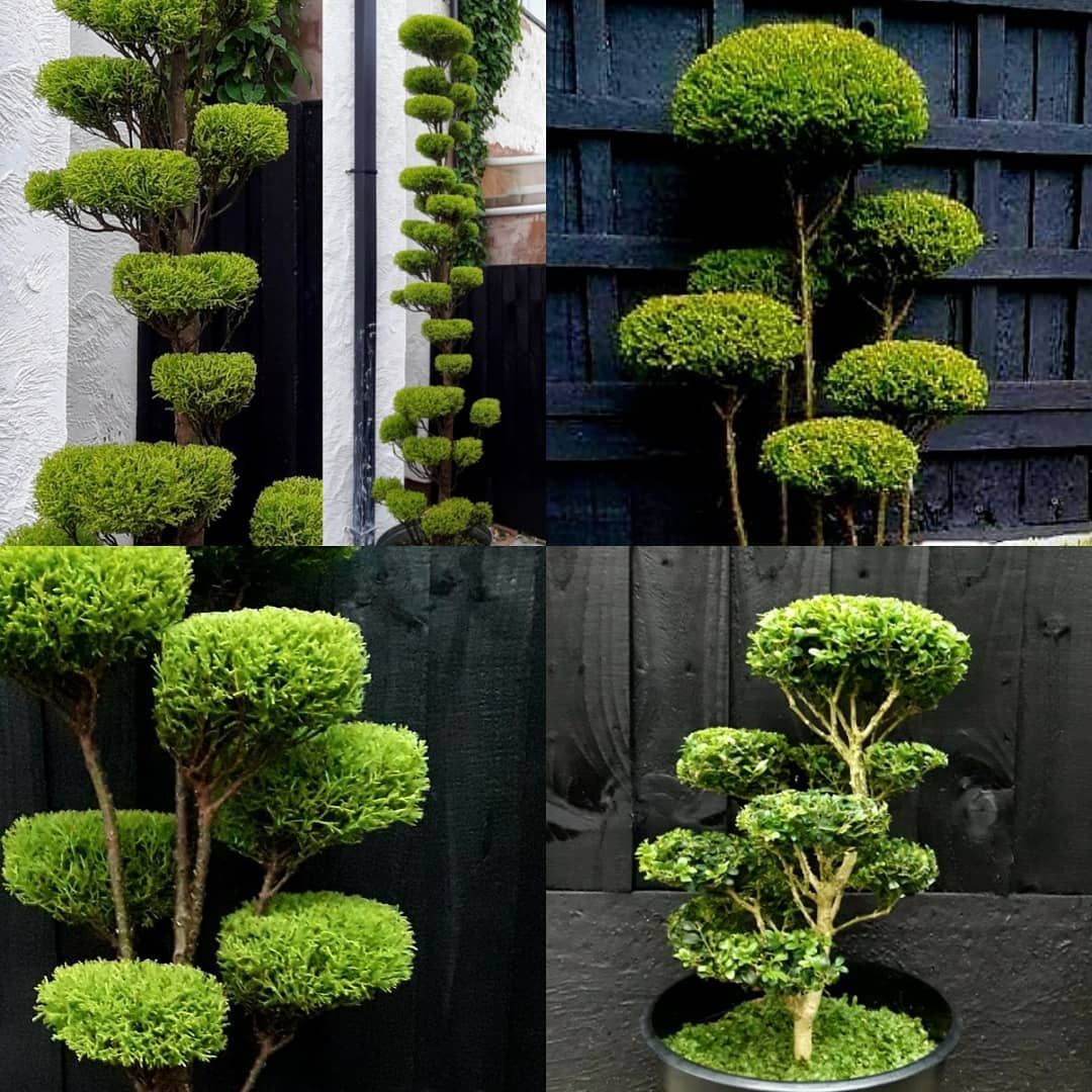 24 Topiary Tree Garden Ideas To Consider | SharonSable