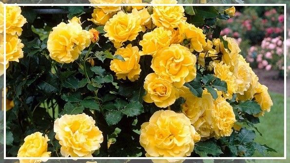 20 Yellow Rose Garden Ideas You Should Check | SharonSable