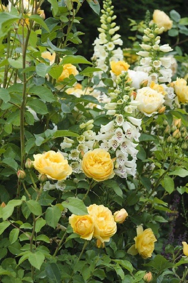 20 Yellow Rose Garden Ideas You Should Check | SharonSable