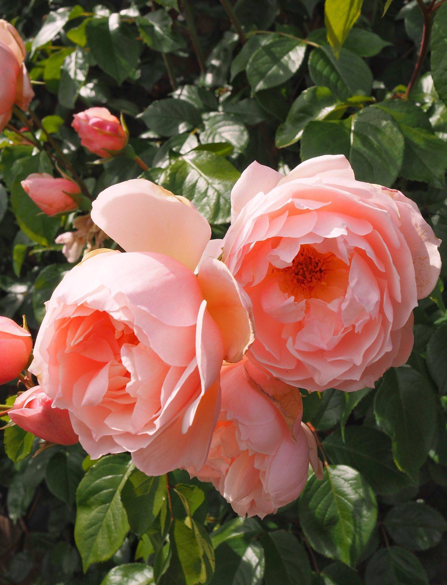 24 David Austin Garden Roses Ideas You Gonna Love | SharonSable