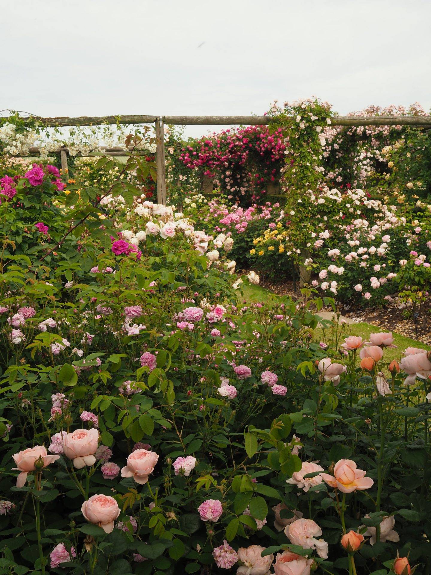 24 David Austin Garden Roses Ideas You Gonna Love | SharonSable