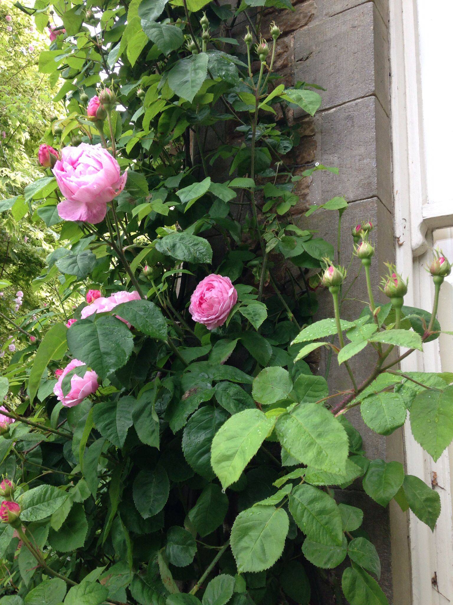 22 Constance Garden Rose Ideas You Gonna Love | SharonSable