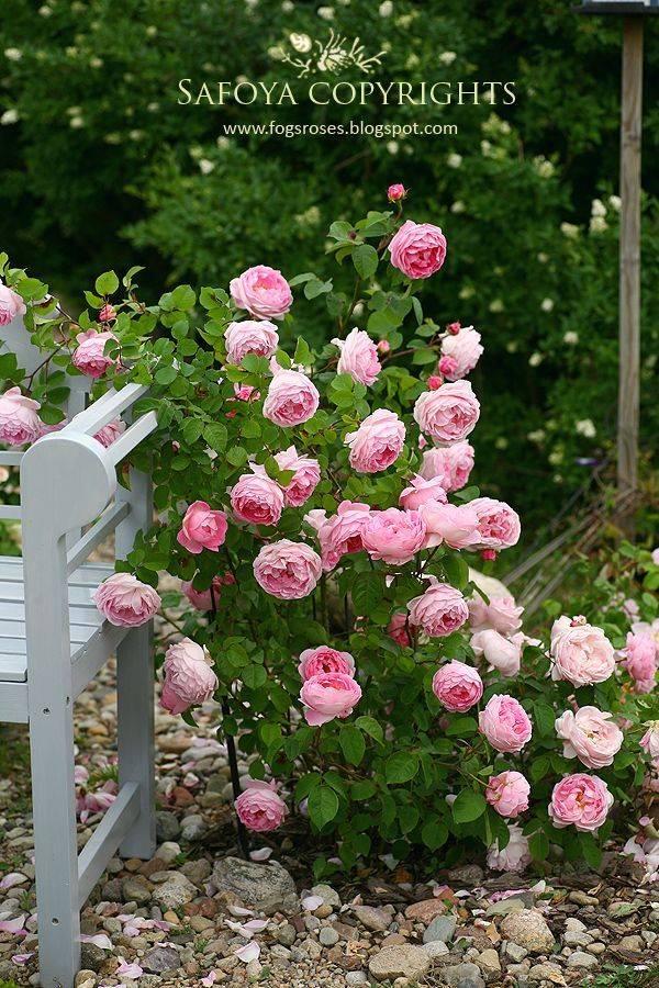 22 Constance Garden Rose Ideas You Gonna Love | SharonSable