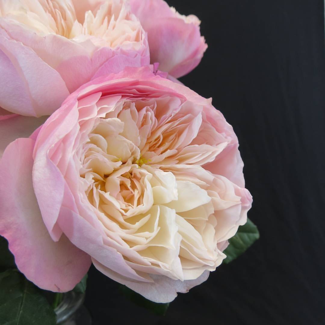 22 Constance Garden Rose Ideas You Gonna Love | SharonSable