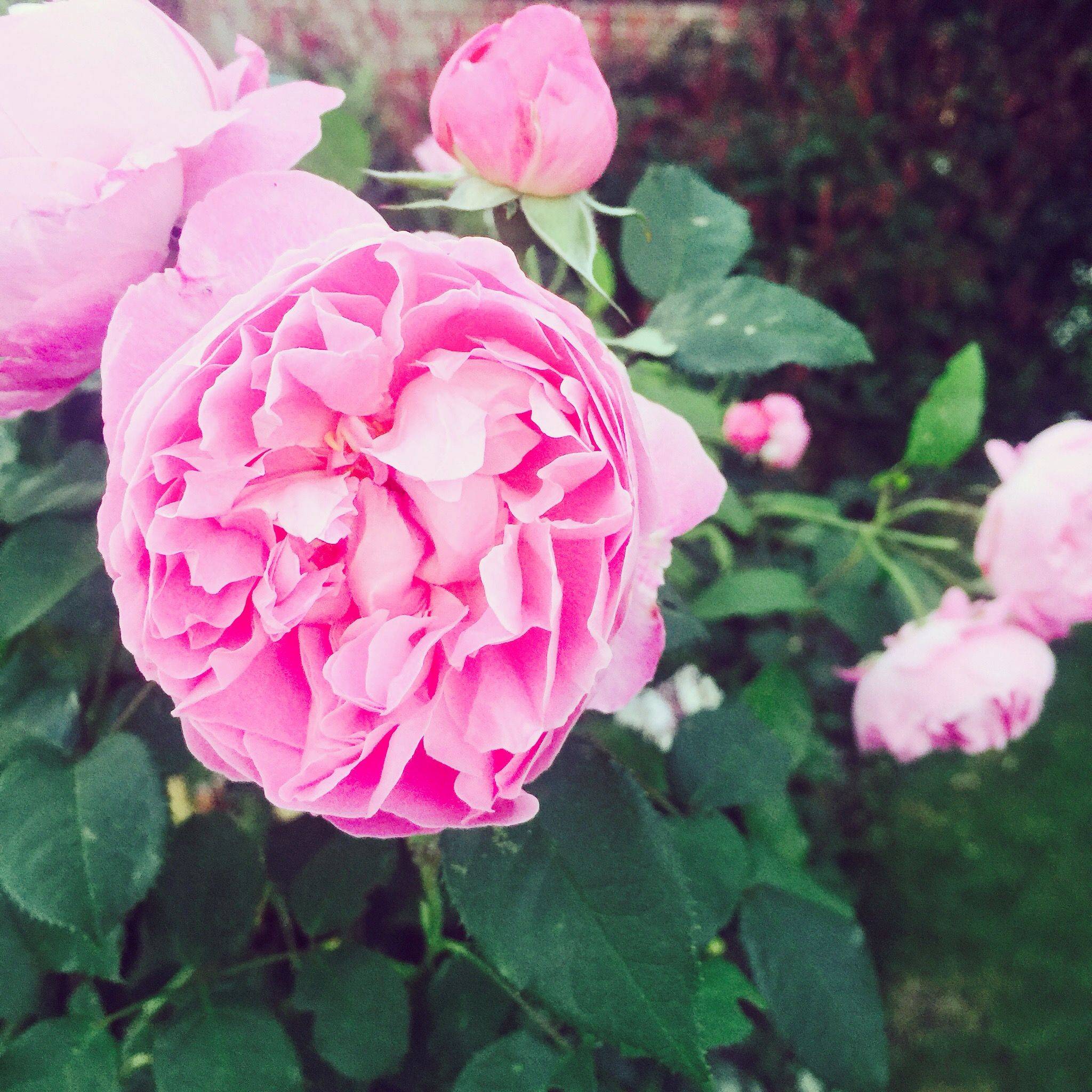 22 Constance Garden Rose Ideas You Gonna Love | SharonSable