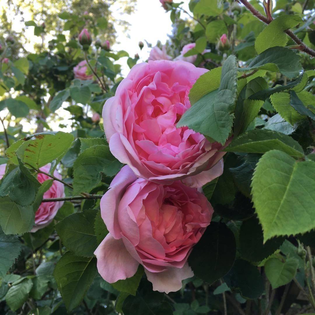 22 Constance Garden Rose Ideas You Gonna Love | SharonSable