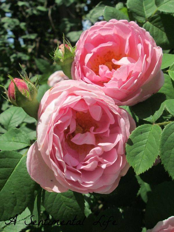 22 Constance Garden Rose Ideas You Gonna Love | SharonSable