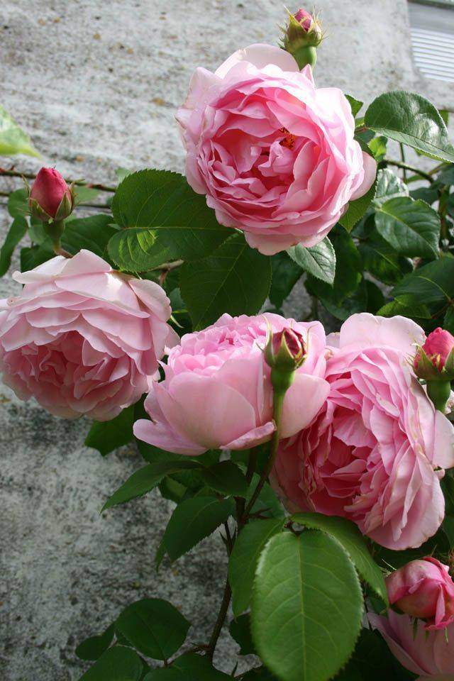 22 Constance Garden Rose Ideas You Gonna Love | SharonSable