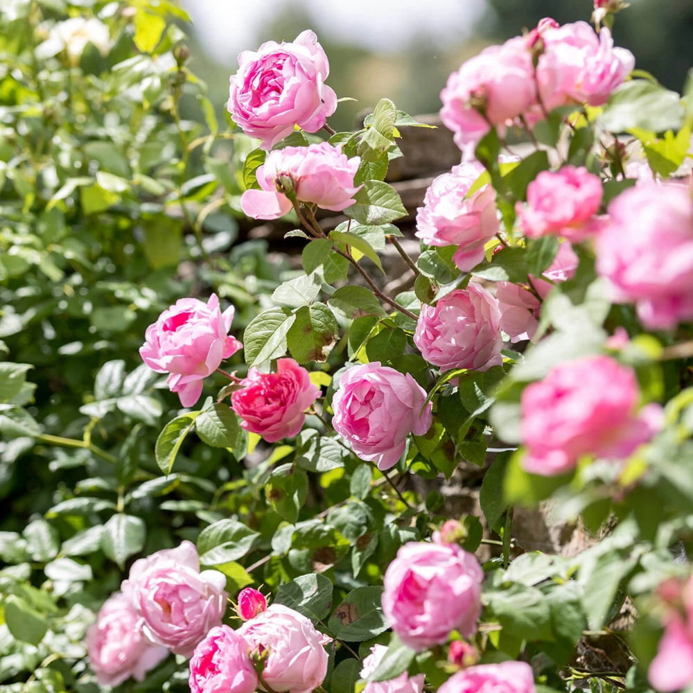 22 Constance Garden Rose Ideas You Gonna Love | SharonSable
