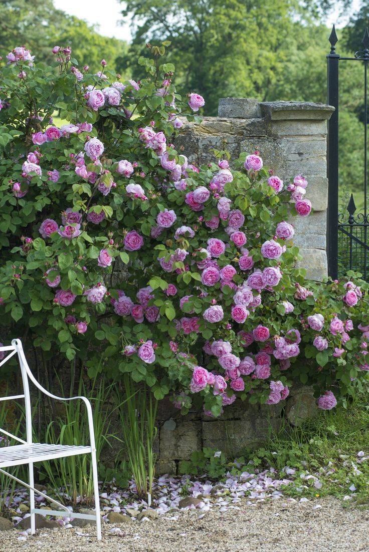 22 Constance Garden Rose Ideas You Gonna Love | SharonSable