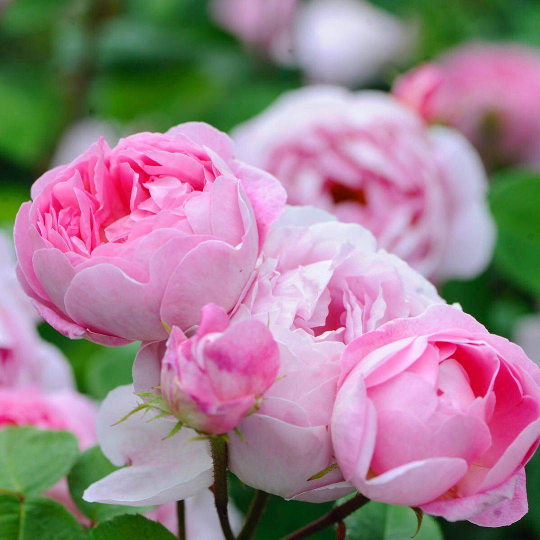 22 Constance Garden Rose Ideas You Gonna Love | SharonSable