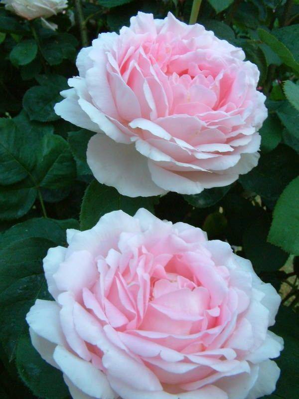 22 Constance Garden Rose Ideas You Gonna Love | SharonSable