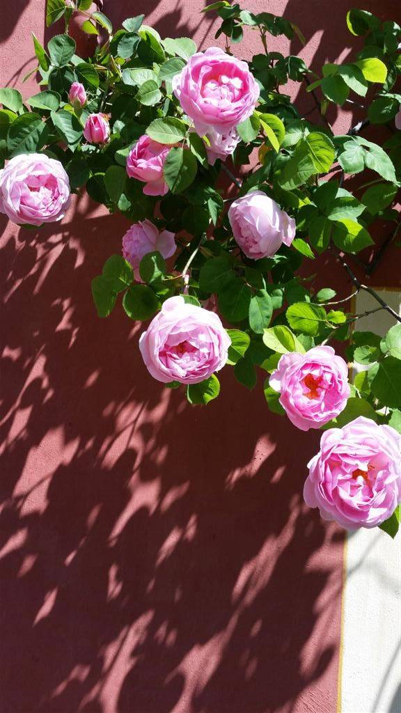 22 Constance Garden Rose Ideas You Gonna Love | SharonSable