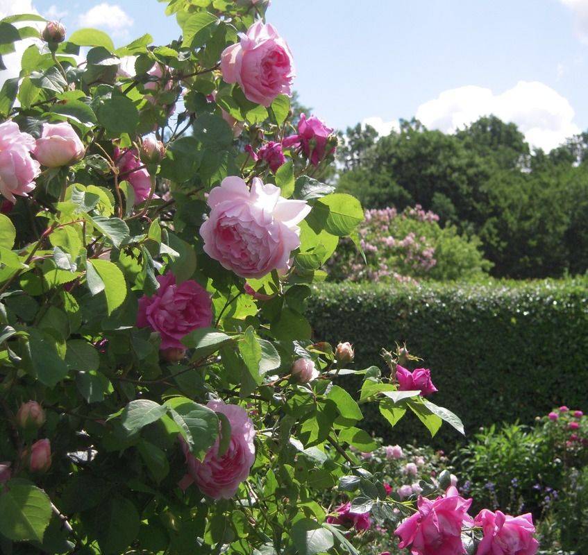 22 Constance Garden Rose Ideas You Gonna Love | SharonSable